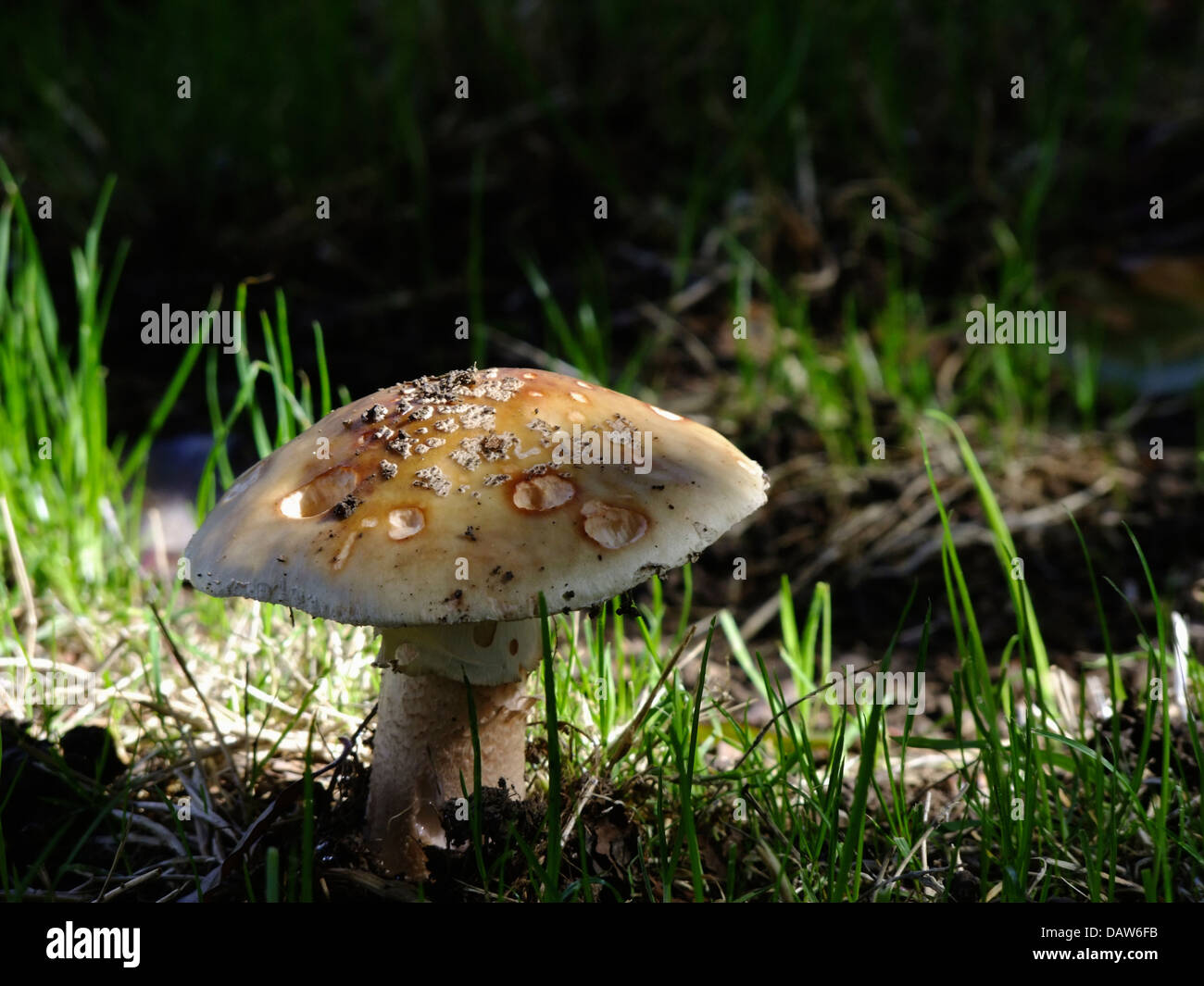 A Single Fungi In a Park Stock Photo - Alamy