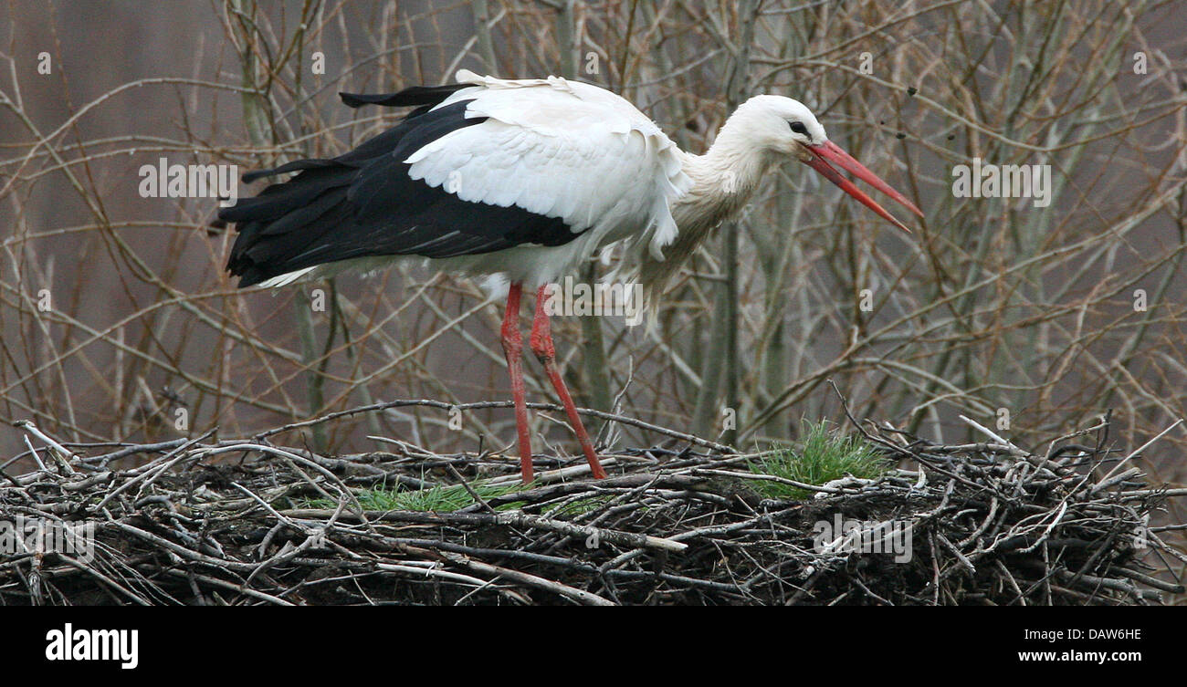The probably first stork having returned to Brandenburg from its winter ...