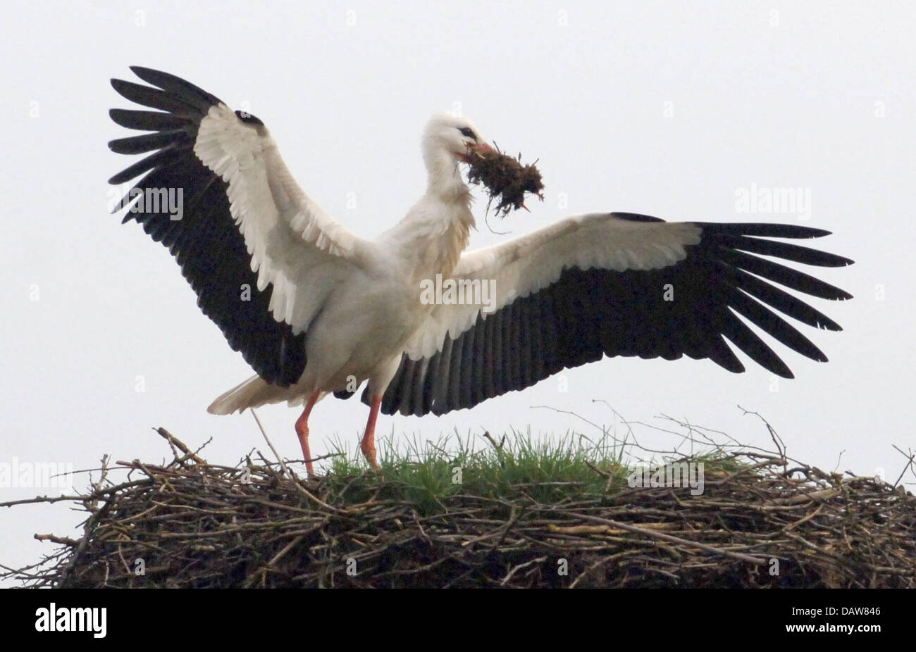 A stork pictured at his nest in Warder, Germany, Friday 09 March 2007 ...