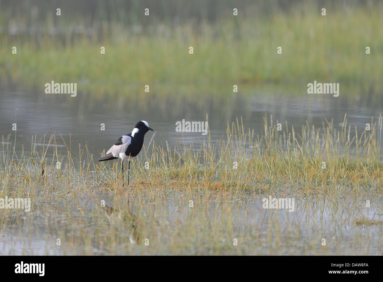 Blacksmith plover or blacksmith lapwing hi-res stock photography and ...