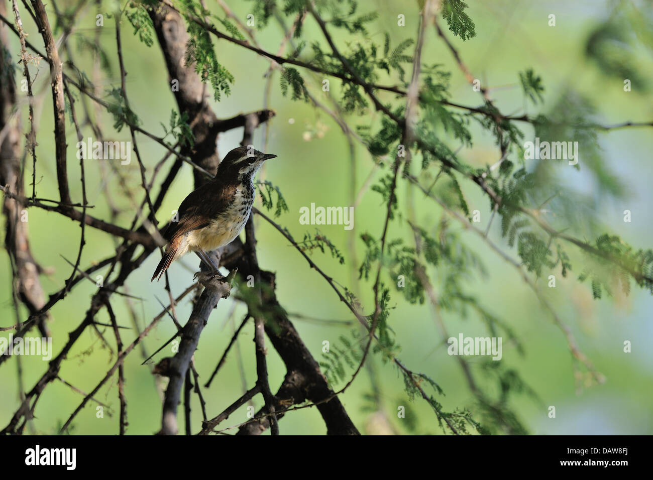 Spotted Morning Thrush - Sptted Morning Warbler (Cichladusa guttata ...