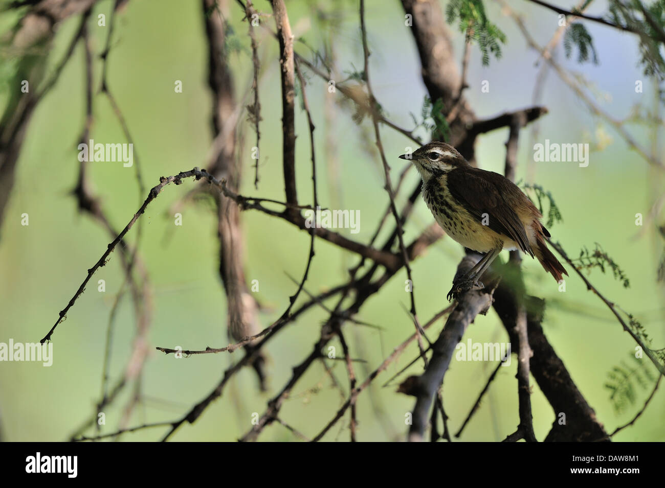 Spotted Morning Thrush - Sptted Morning Warbler (Cichladusa guttata ...