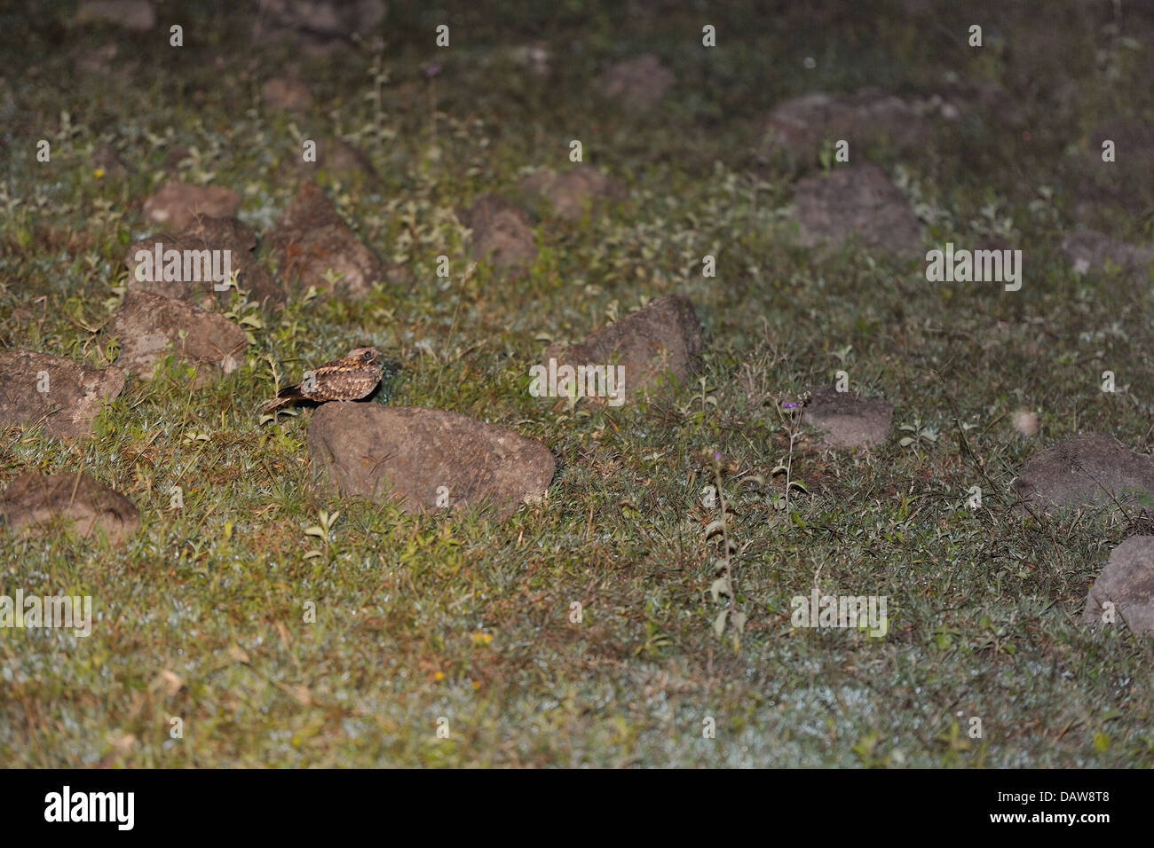 Slender-tailed Nightjar- Reichenow's Nightjar (Caprimulgus clarus ...