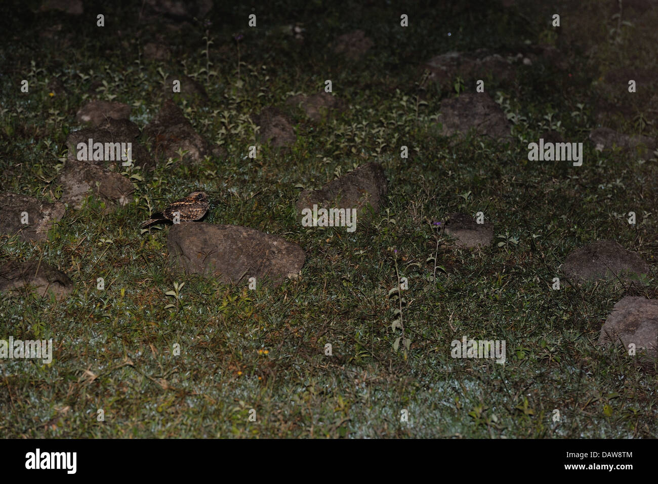Slender-tailed Nightjar- Reichenow's Nightjar (Caprimulgus clarus ...