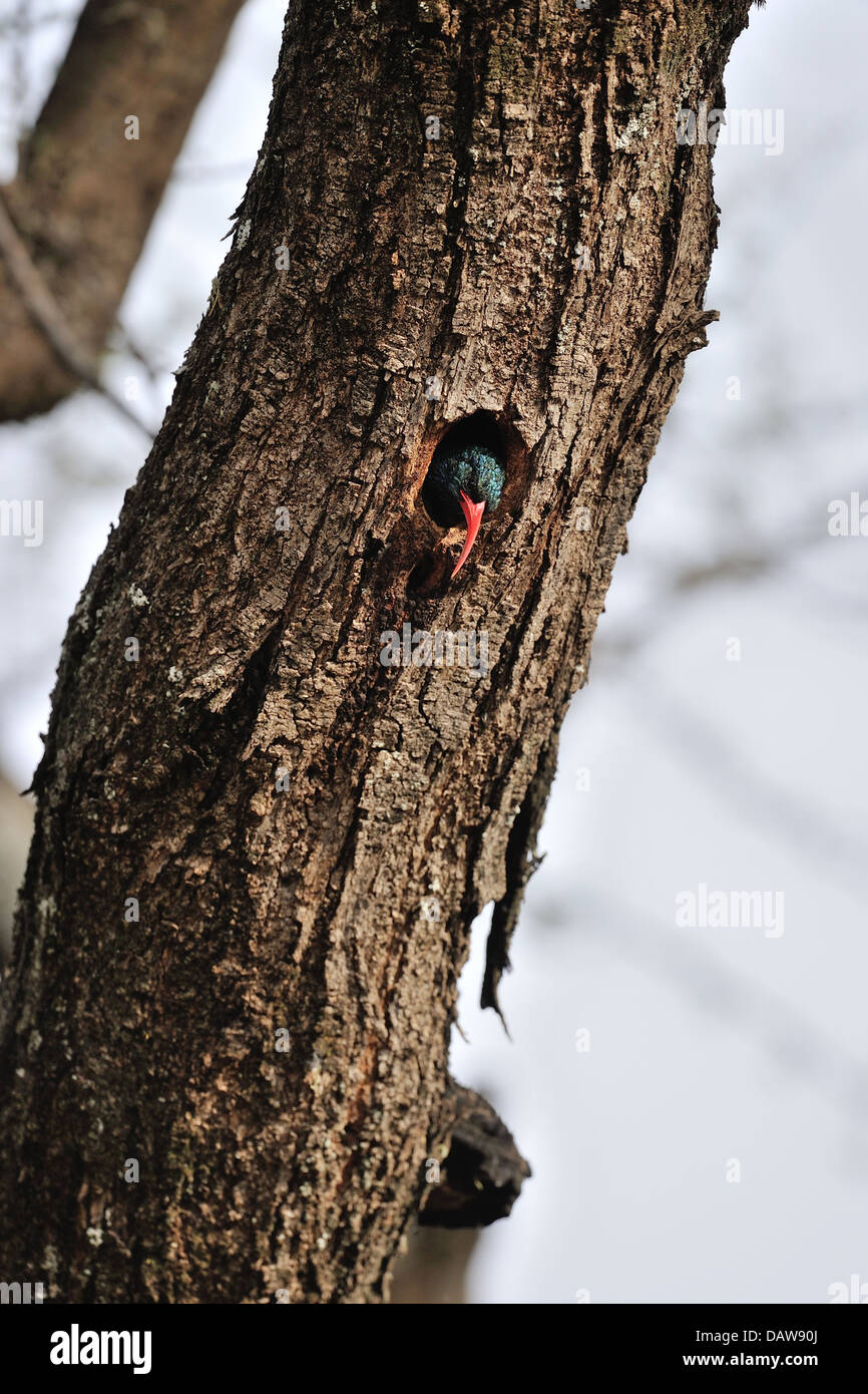 Green Wood-hoopoe - Red-billed Wood-hoopoe (Phoeniculus purpureus ...