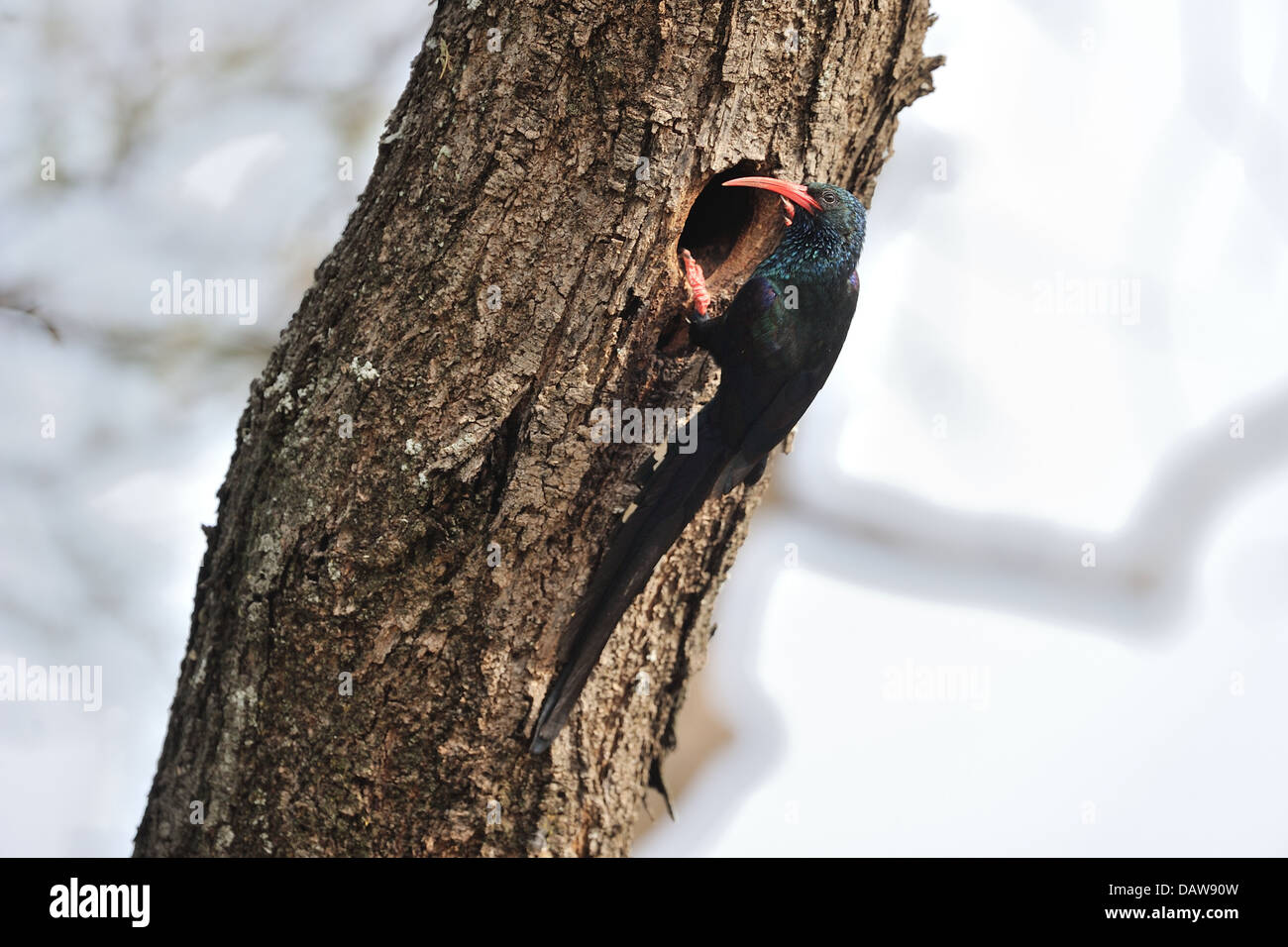 Green wood hoopoe hi-res stock photography and images - Alamy