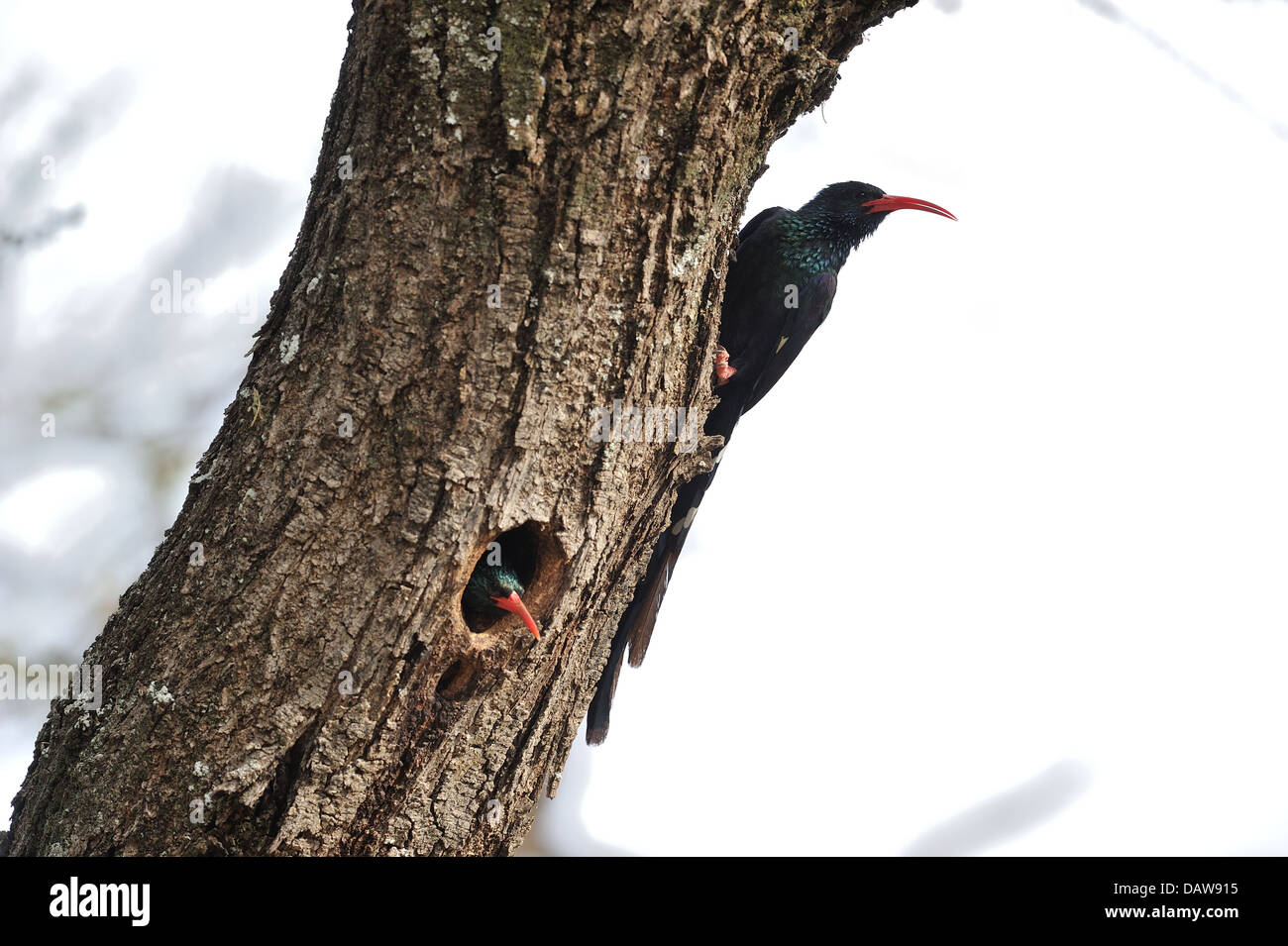 Green wood hoopoe hi-res stock photography and images - Alamy