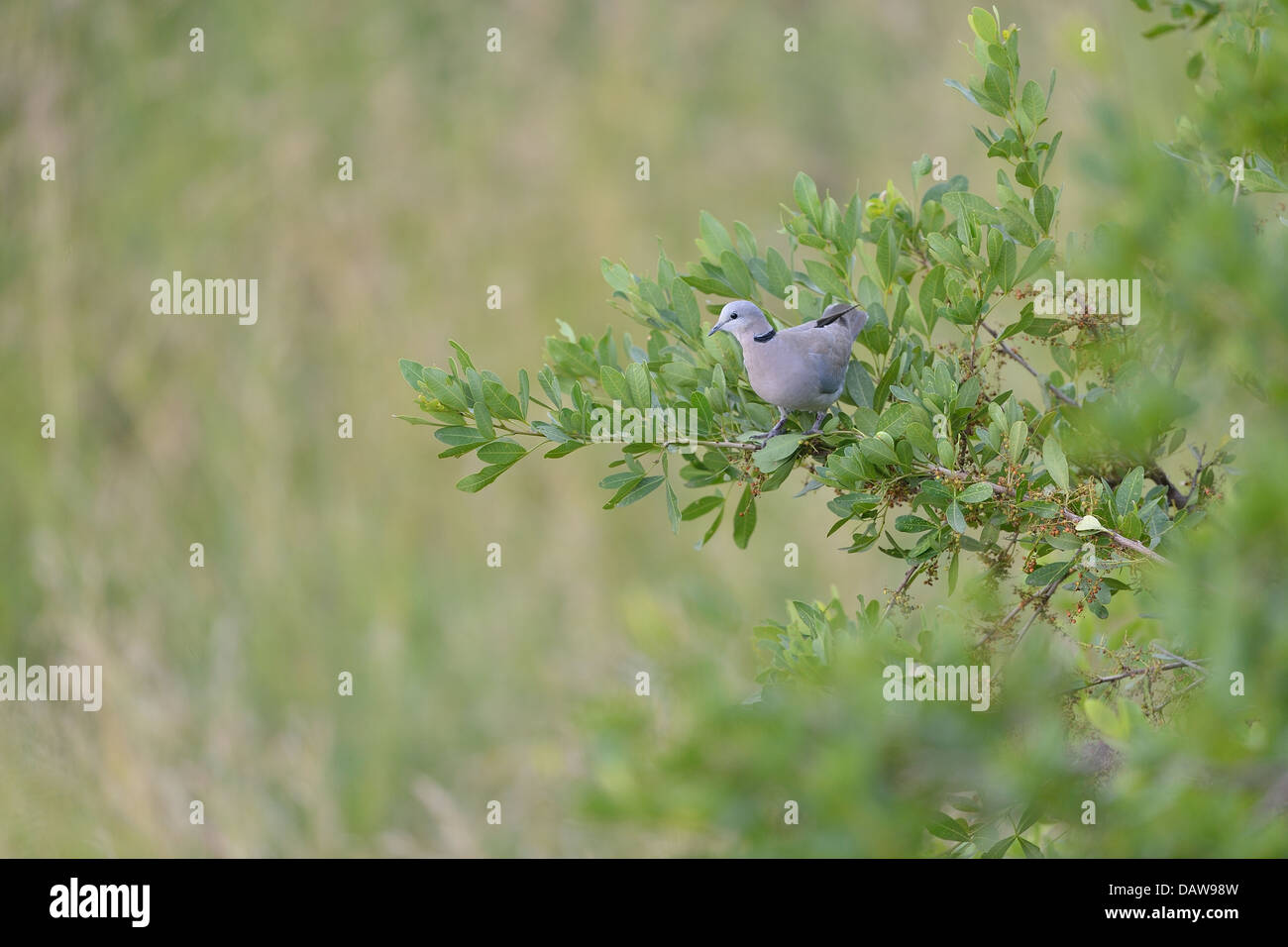 Ring necked dove hi-res stock photography and images - Alamy