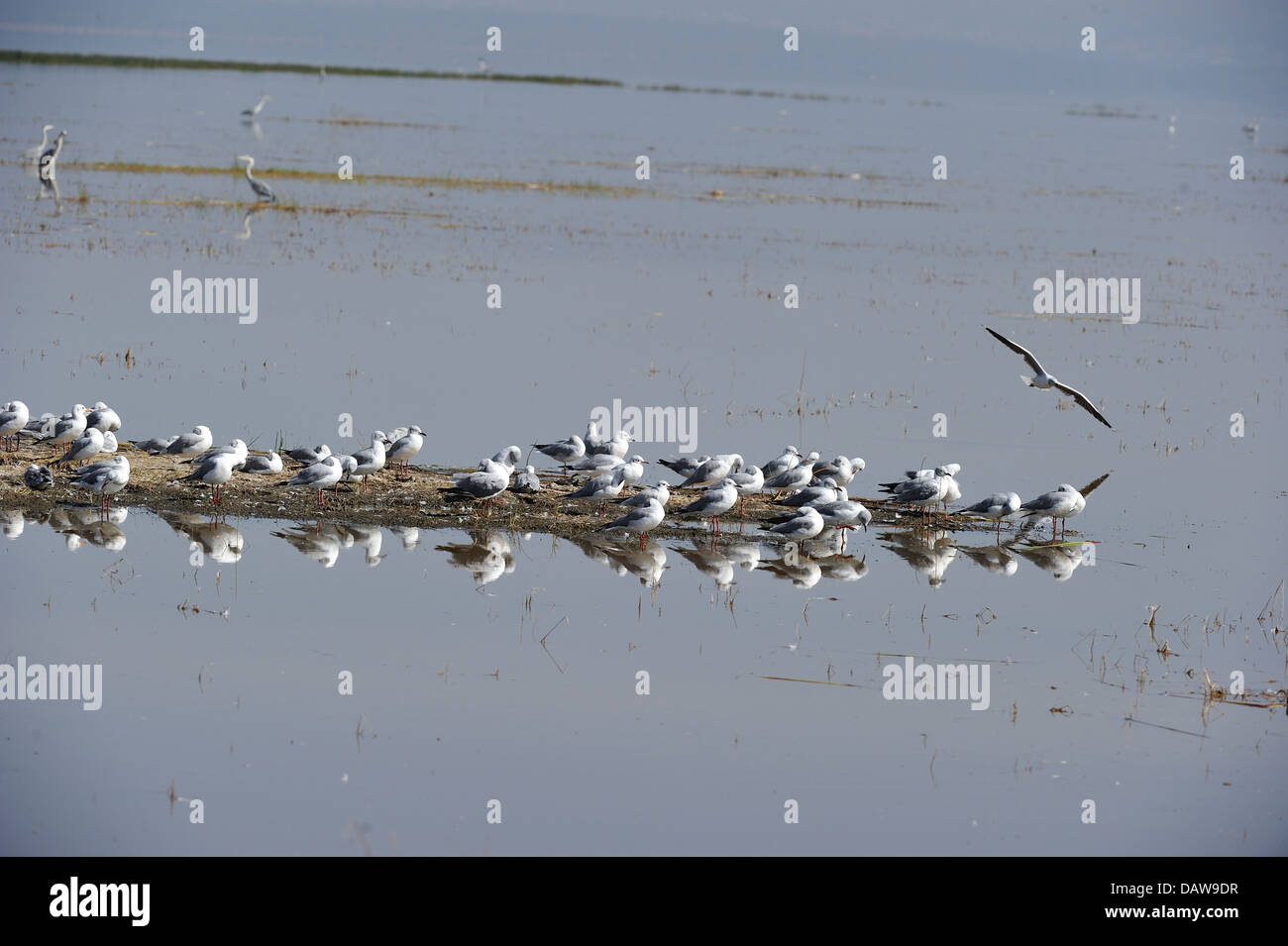 Grey-headed Gull (Larus cirrocephalus - Chroicocephalus cirrocephalus ...