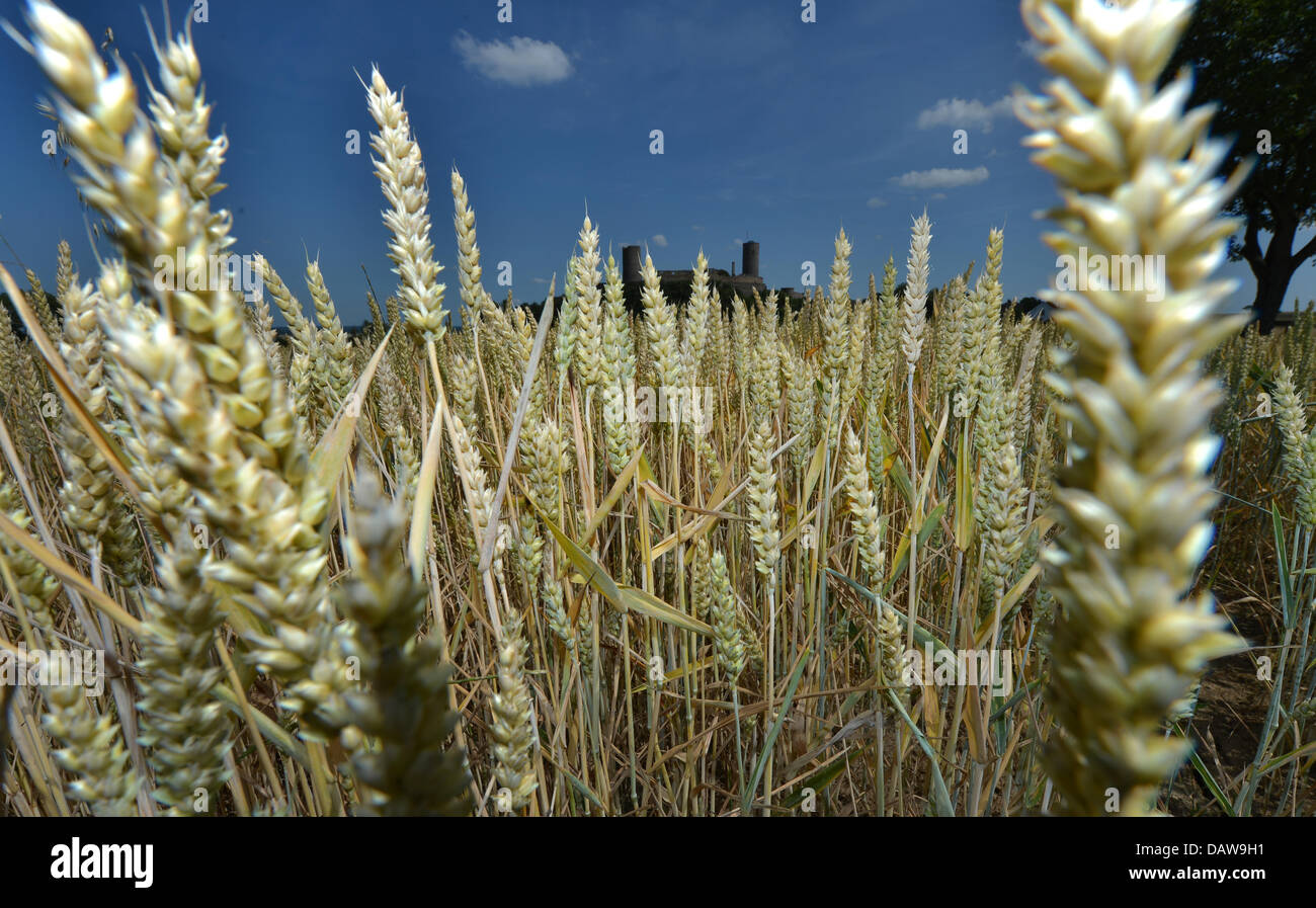 Wheat grows in a field near Muenzenberg Castle in Woelfersheim, Germany ...