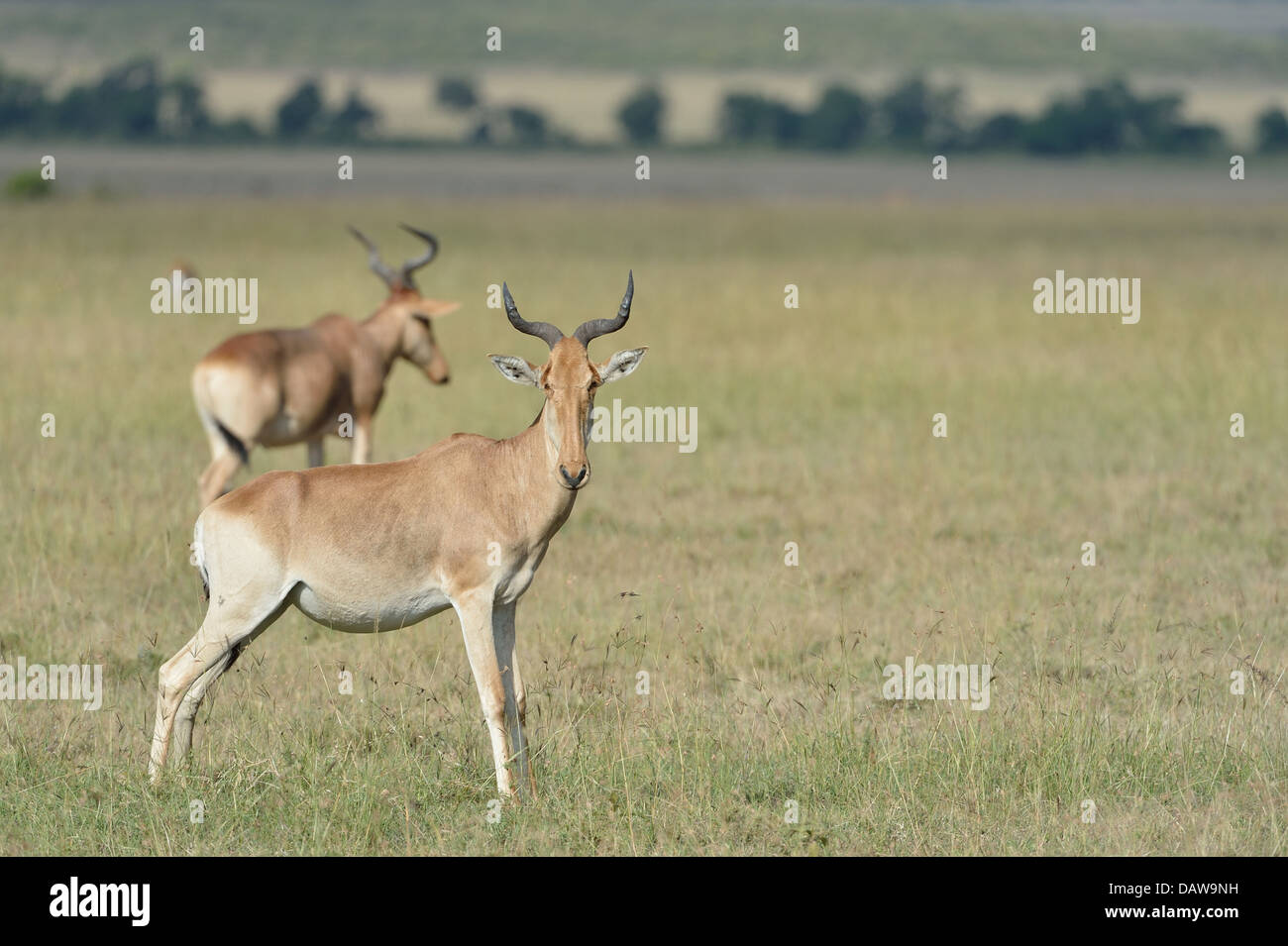 Coke's Hartebeest - Kongoni (Alcelaphus buselaphus cokii) in the ...