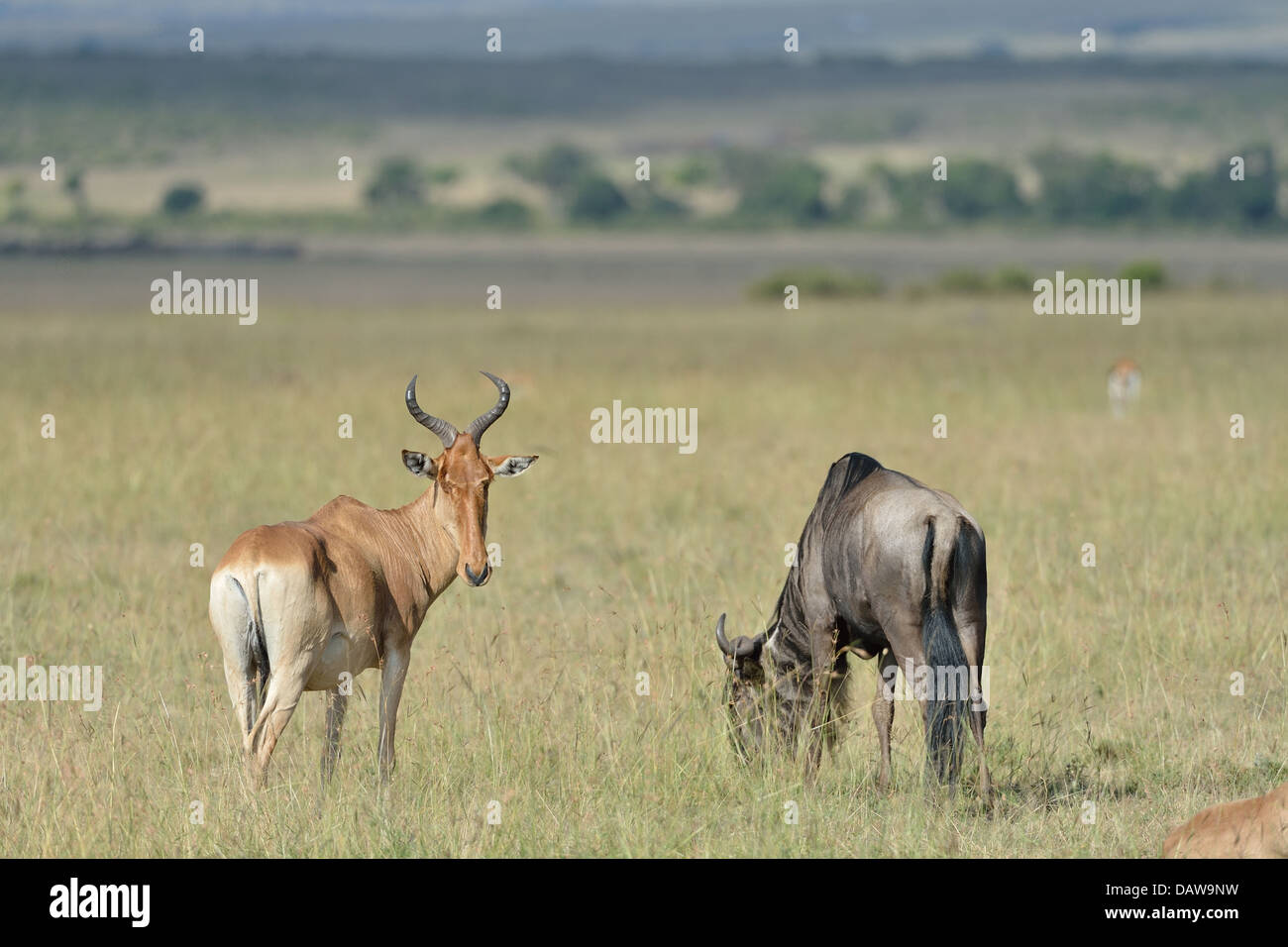 Kongoni hi-res stock photography and images - Alamy