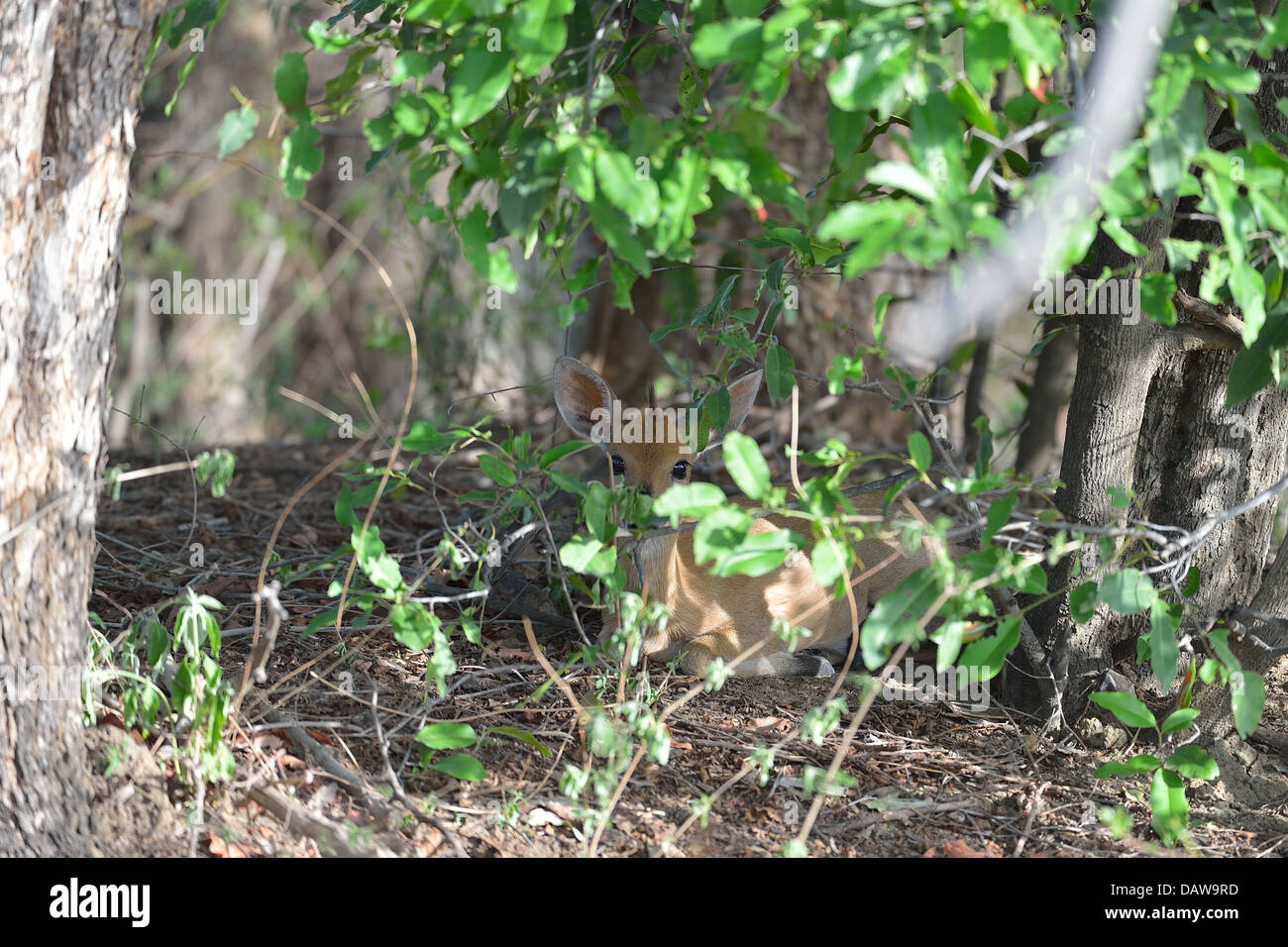 Grey duiker hi-res stock photography and images - Alamy
