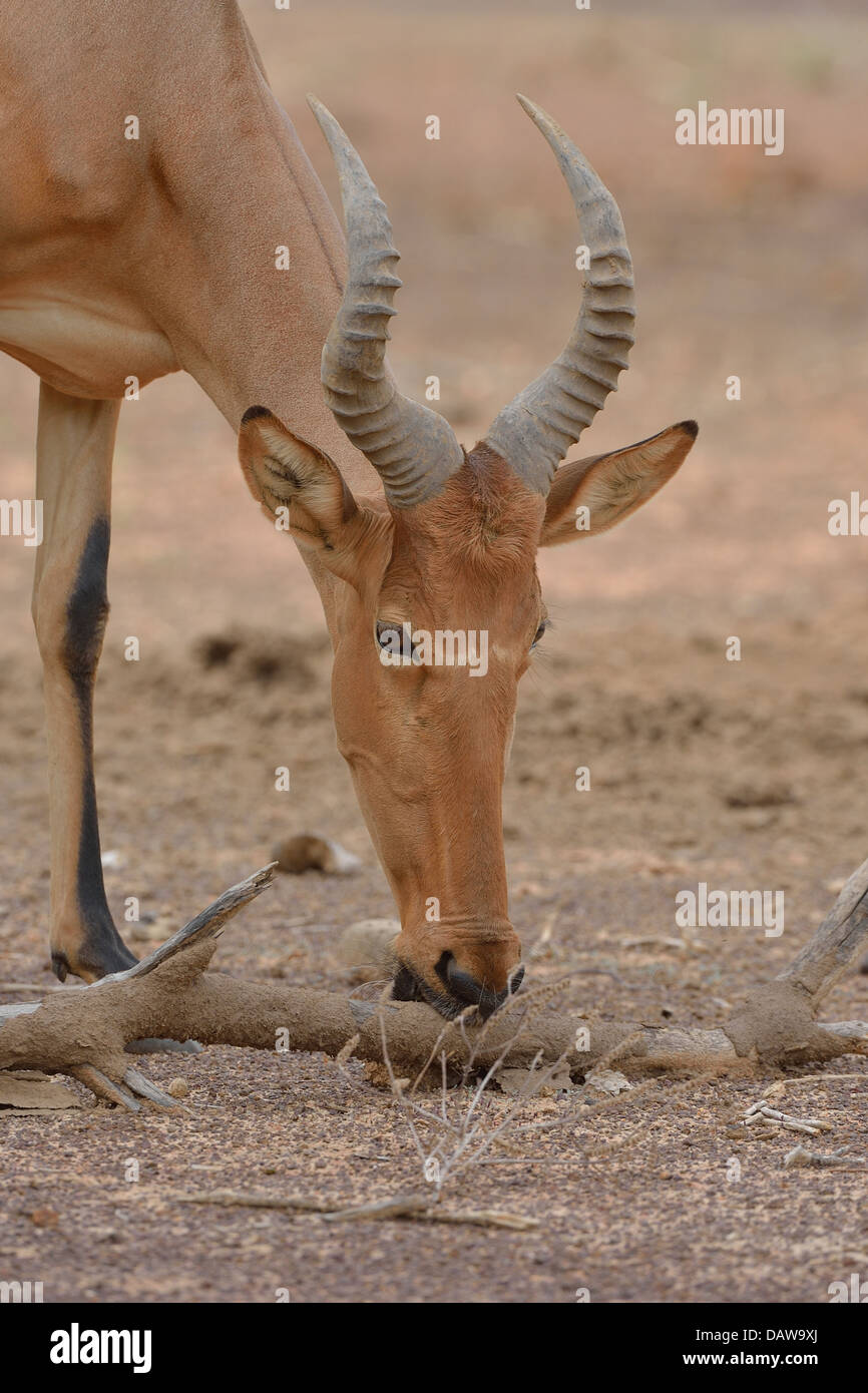 Western Hartebeest (Alcelaphus buselaphus major) head details Burkina ...