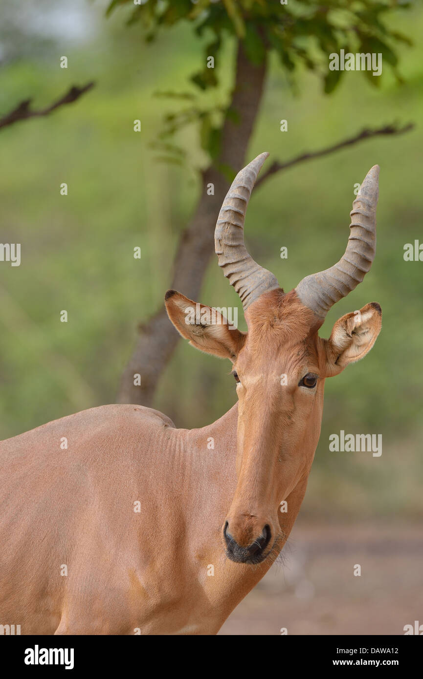 Western Hartebeest (Alcelaphus buselaphus major) head details Burkina ...
