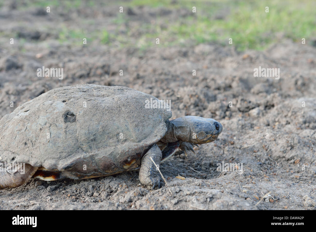 Common African Helmeted Turtle - Marsh Terrapin - Crocodile Turtle ...