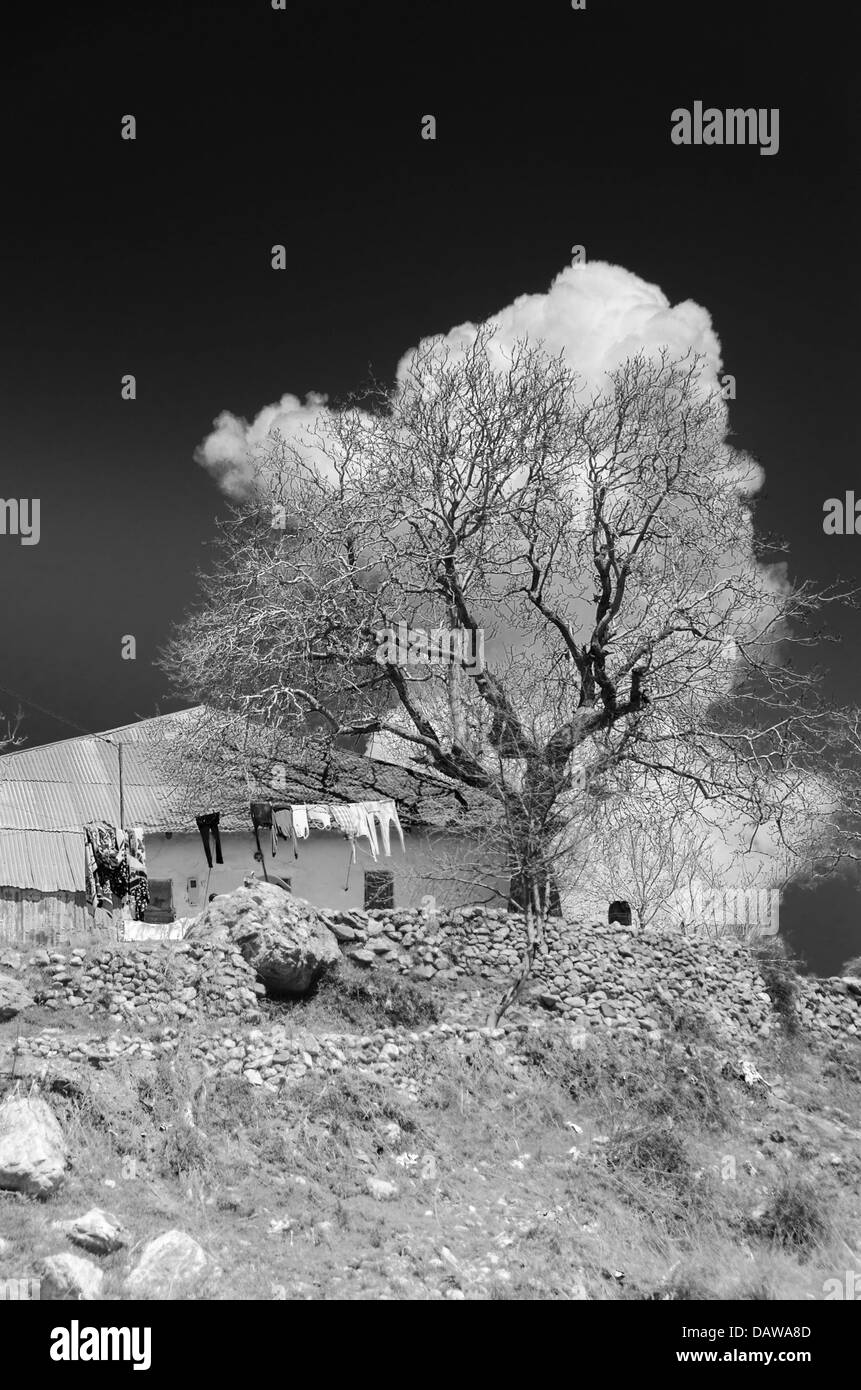 Fluffy tree hi-res stock photography and images - Alamy