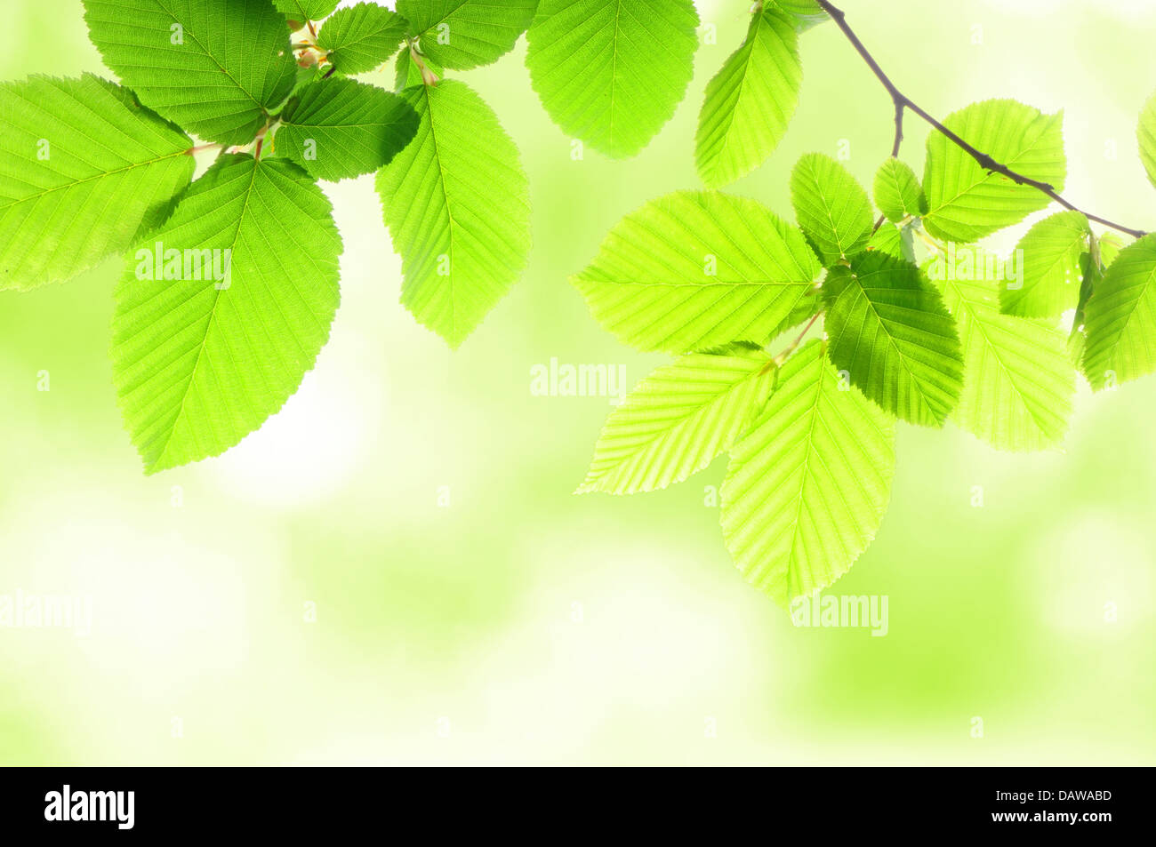 Summer natural and eco hi-res stock photography and images - Alamy