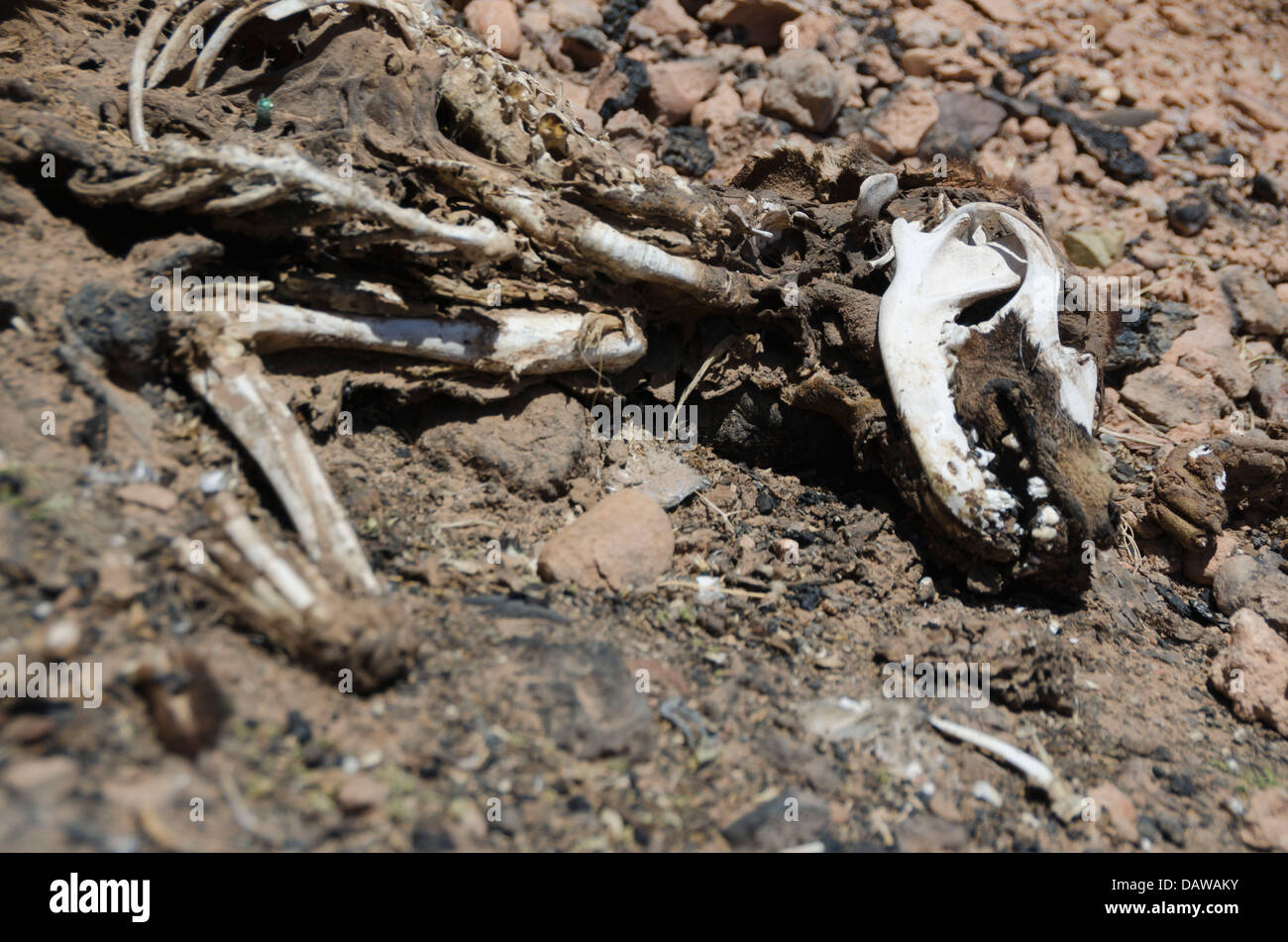 dead dogs at the edge of the desert Stock Photo - Alamy