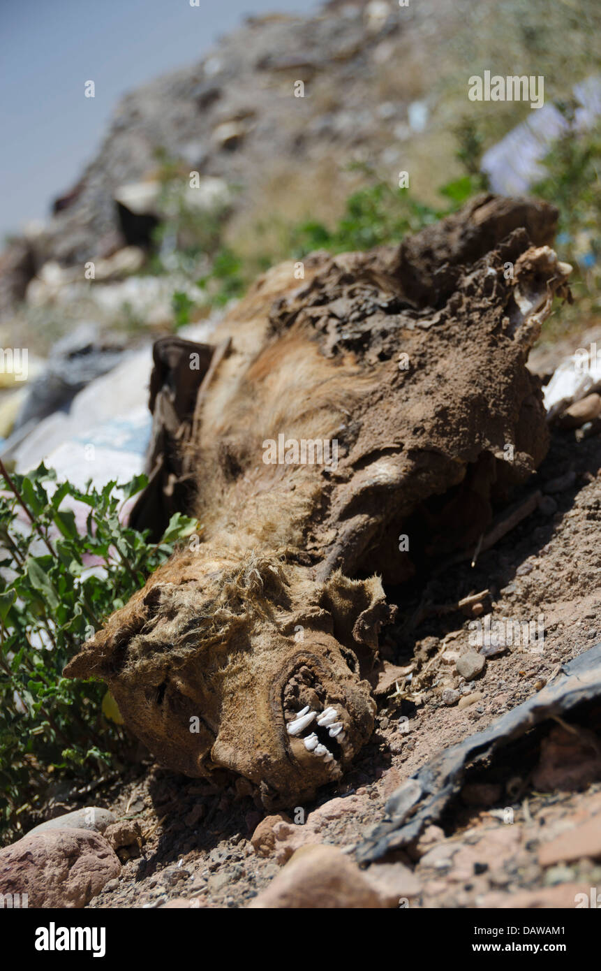 Dead dogs hi-res stock photography and images - Alamy