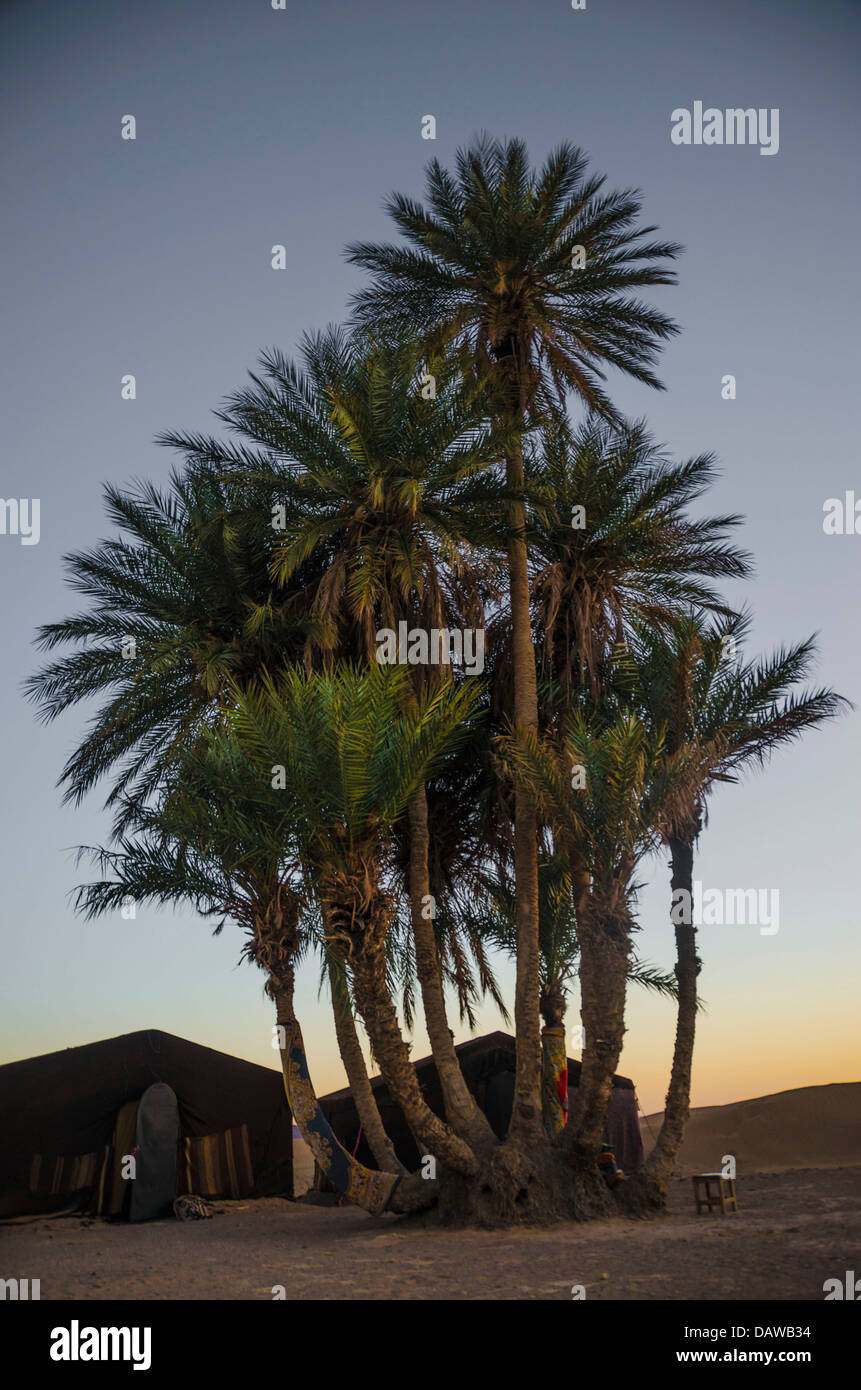 the oldest palm Stock Photo - Alamy