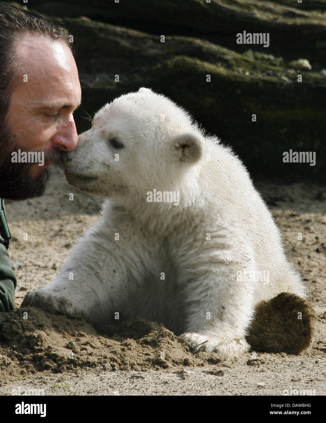 Polar bear cub 'Knut' (R) and his 'foster father', keeper Thomas ...