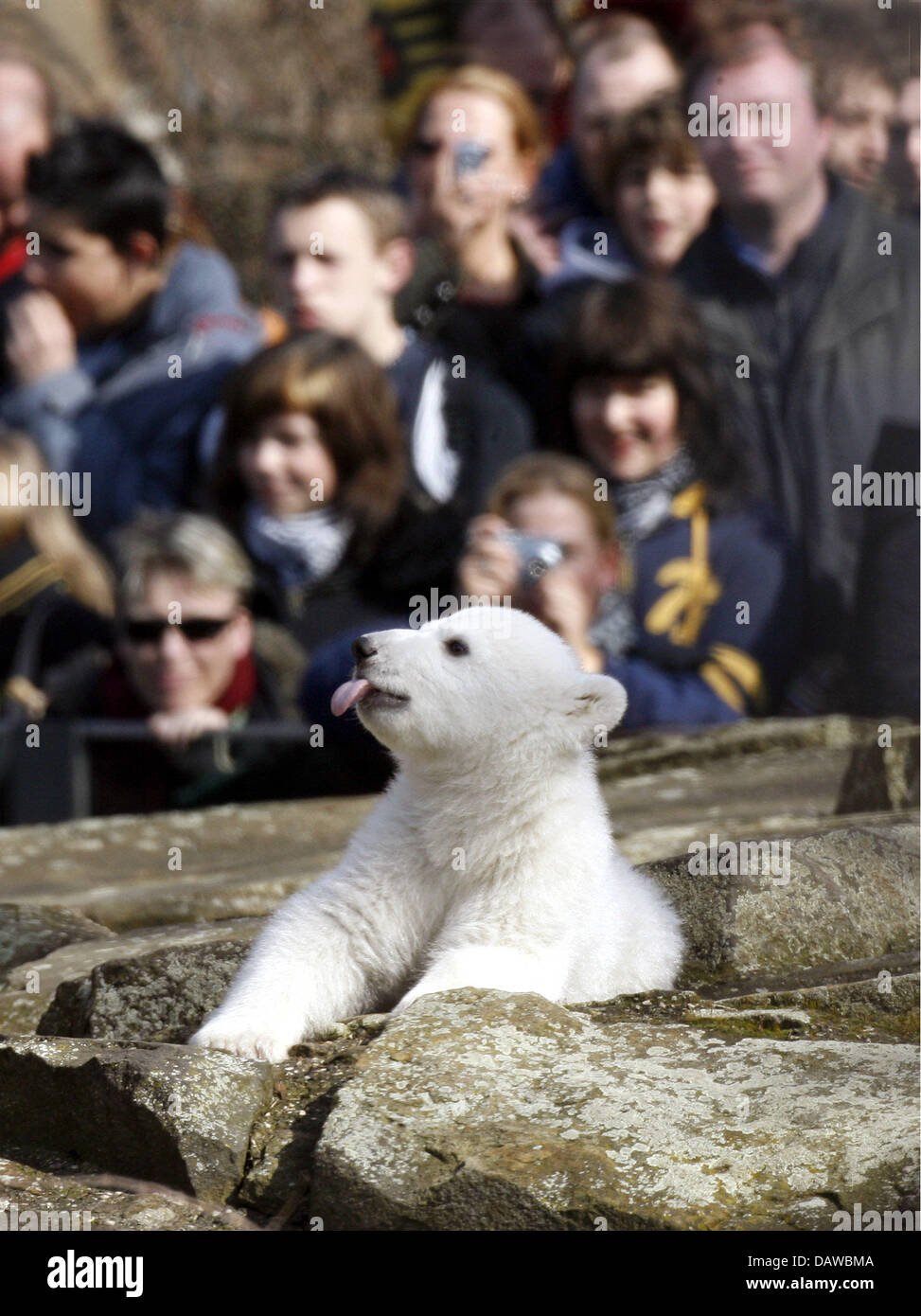Baby polar bear Knut lies on a rock in the sun watched by hundreds of ...