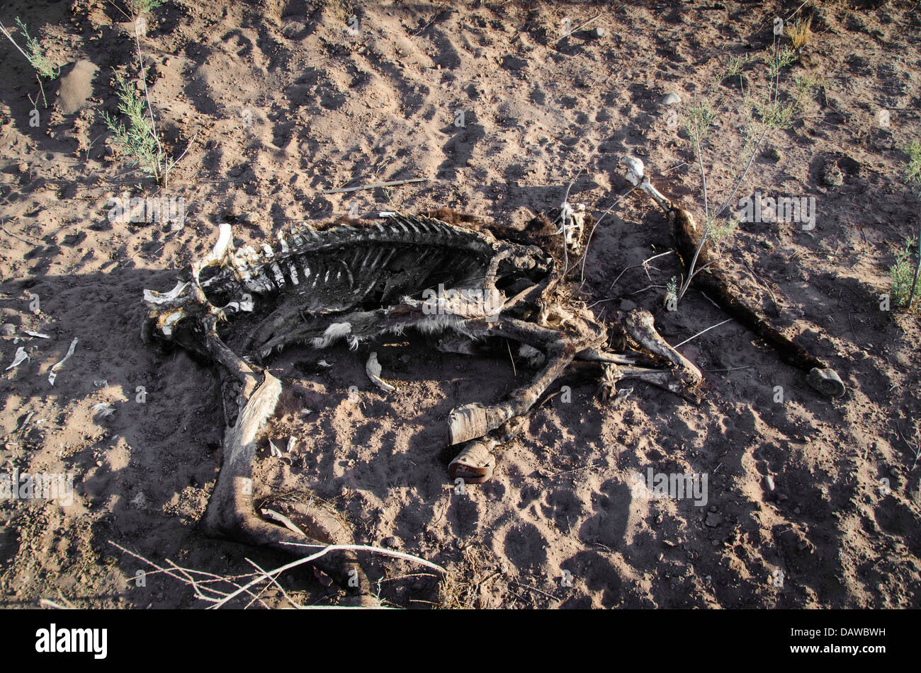 A donkey died of thirst in the endless Sahara Stock Photo - Alamy