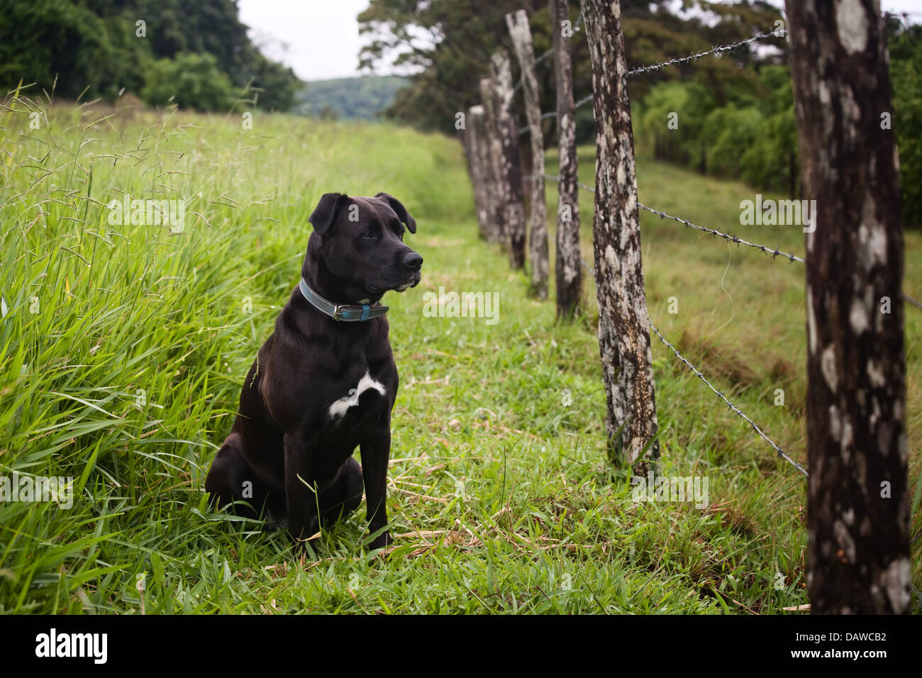 Green grass elena hi-res stock photography and images - Alamy
