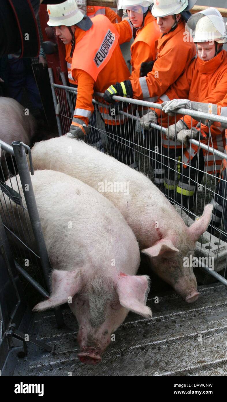 Pigs are being consigned to a cattle truck after being involved in an ...