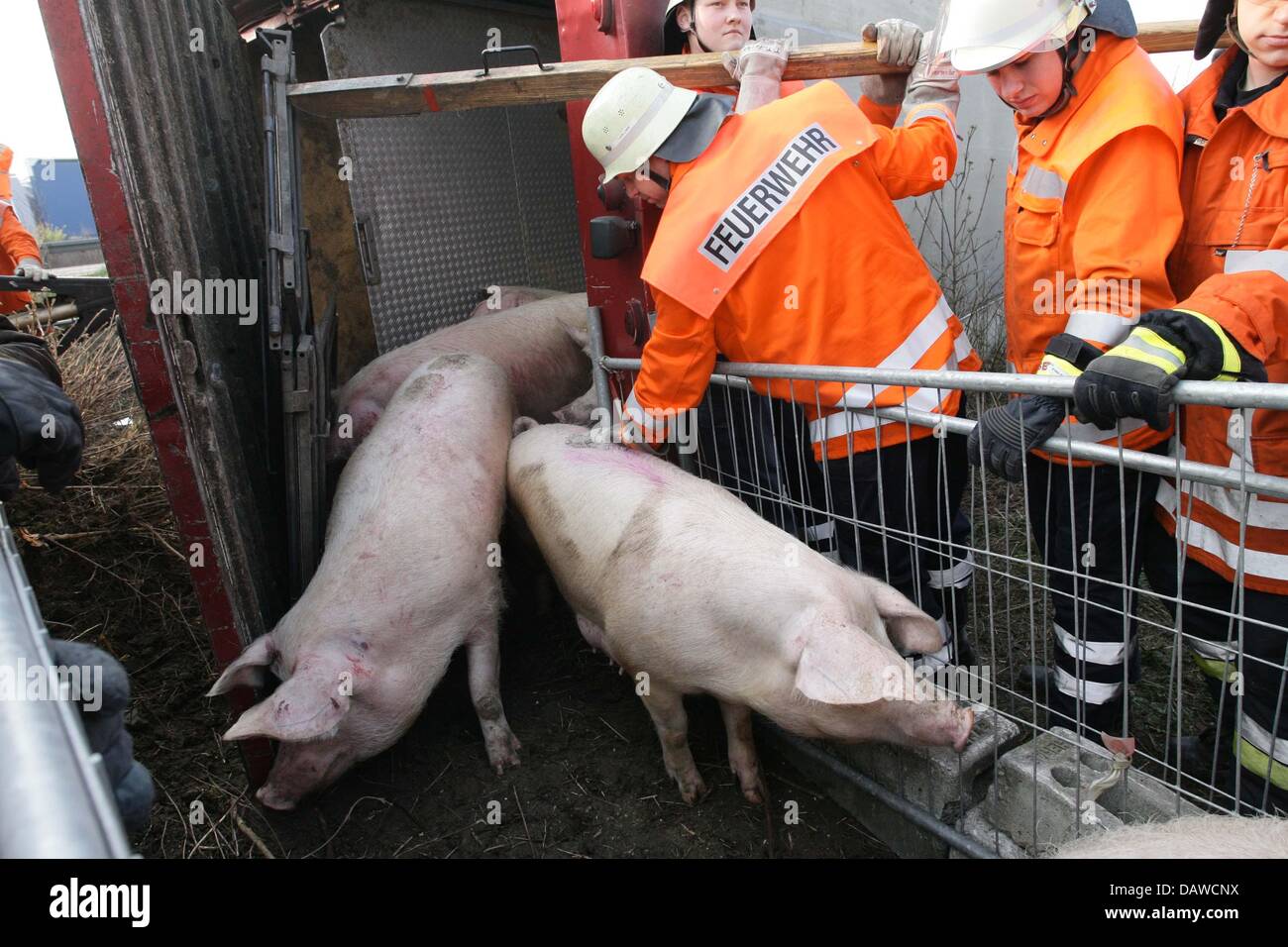 Pigs driver hi-res stock photography and images - Alamy