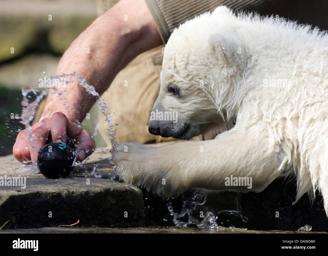 The picture shows Polar bear cub 'Knut' and his keeper Thomas Doerflein ...