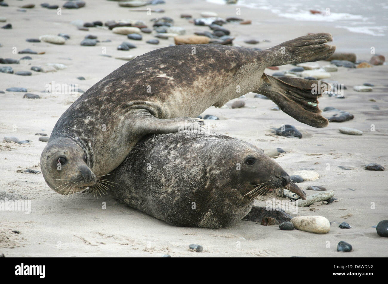 Cavort hi-res stock photography and images - Alamy