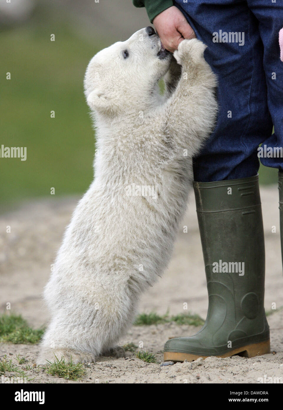 Polar bear cub 'Knut' plays with his keeper in the zoo of Berlin ...