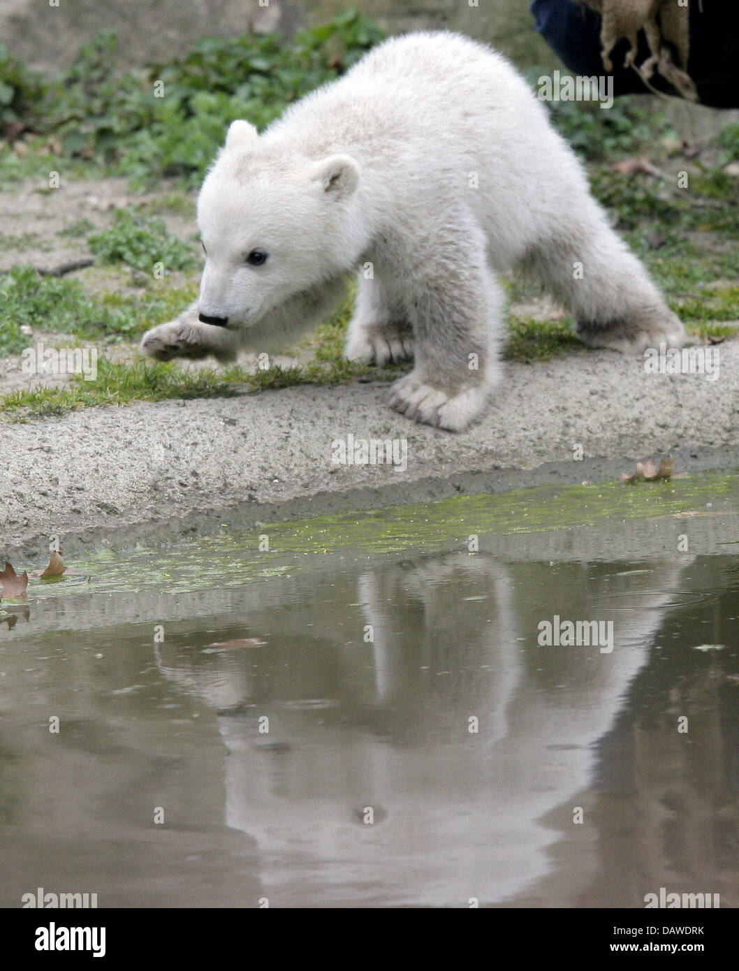 Polar bear cub 'Knut' pictured playing at the water in the zoo of ...