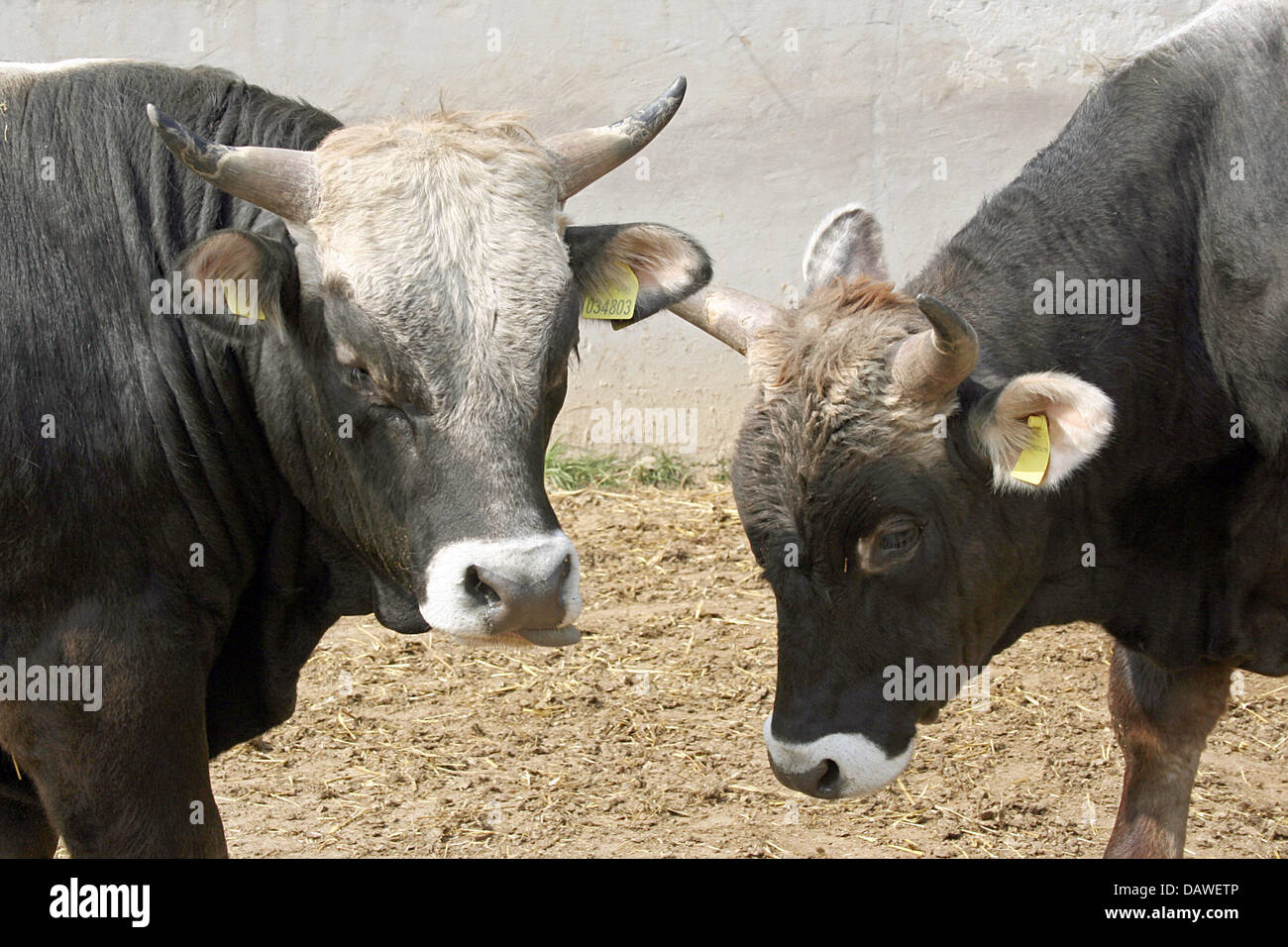 Cattle with ear labels are pictured at the agricultural coop ...