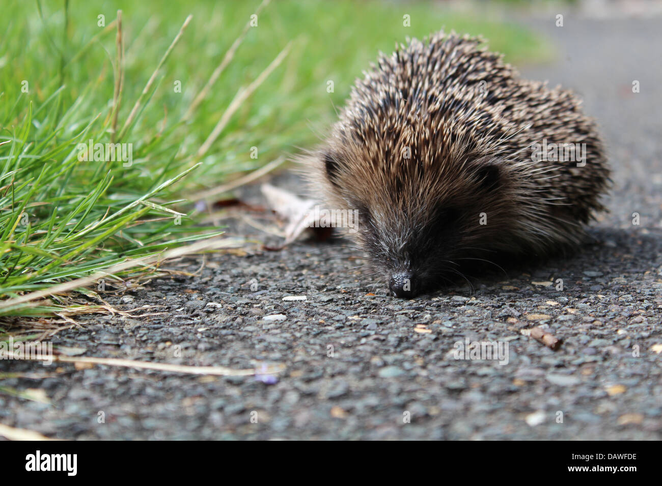 A Hedgehogs life for me Stock Photo - Alamy