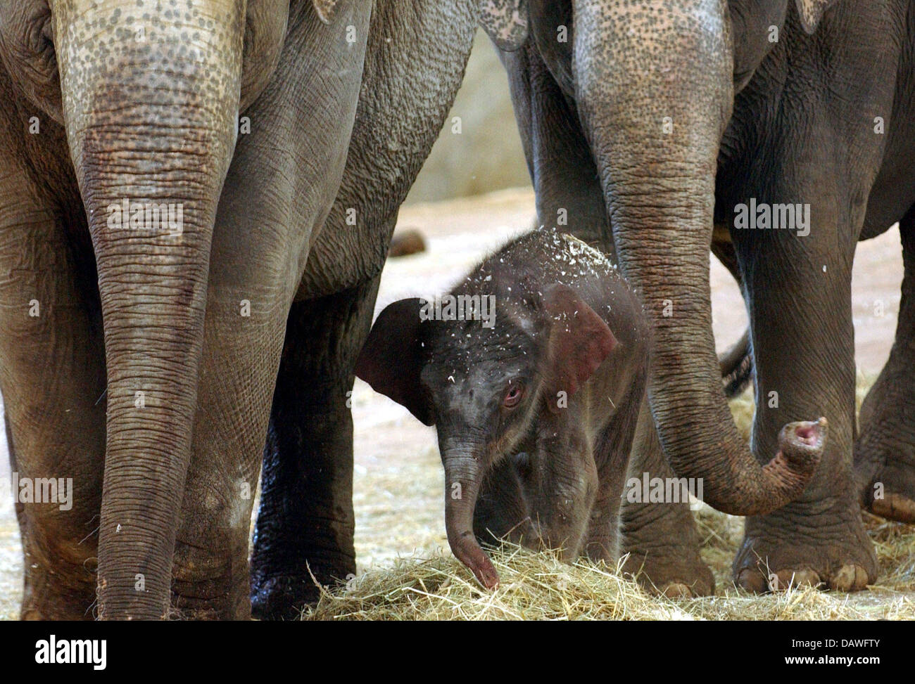 A newborn elephant is pictured with its parent at the zoo in Cologne ...