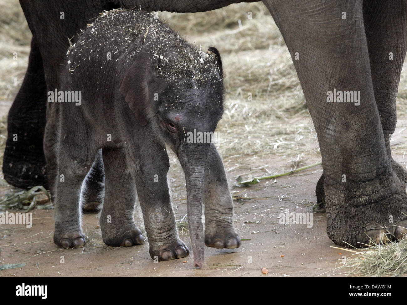 A little nameless elephant pictured in the zoo of Cologne, Germany, 17 ...