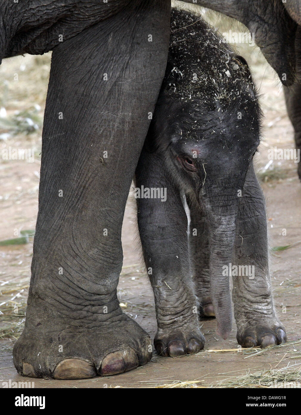 A little nameless elephant pictured in the zoo of Cologne, Germany, 17 ...