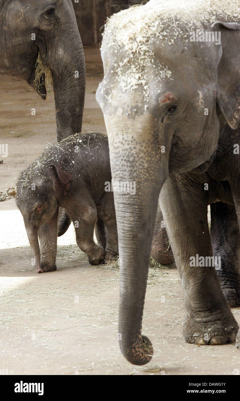 A little nameless elephant pictured in the zoo of Cologne, Germany, 17 ...