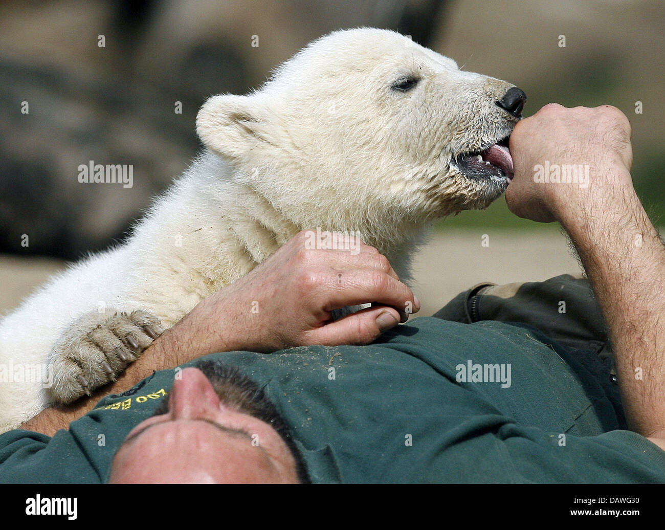 Polar bear baby Knut has a lick at its keeper Thomas Doerflein at the ...