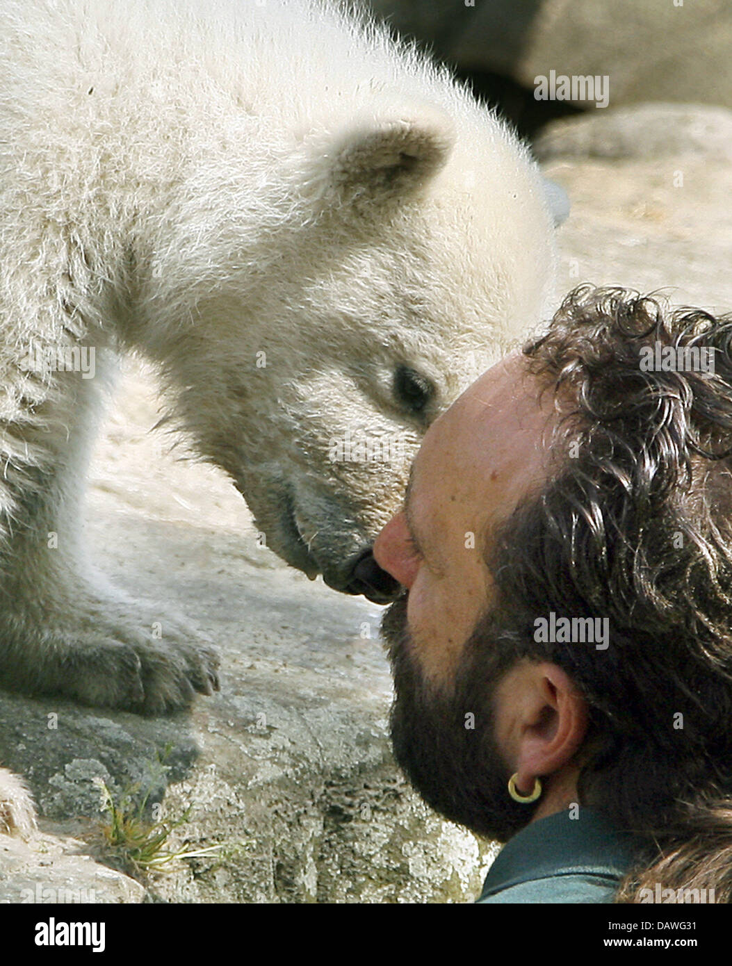 Polar bear baby Knut has a sniff at its keeper Thomas Doerflein at the ...