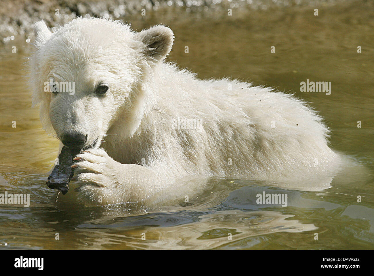 Polar bear baby Knut plays with a piece of wood in a pool at the Berlin ...