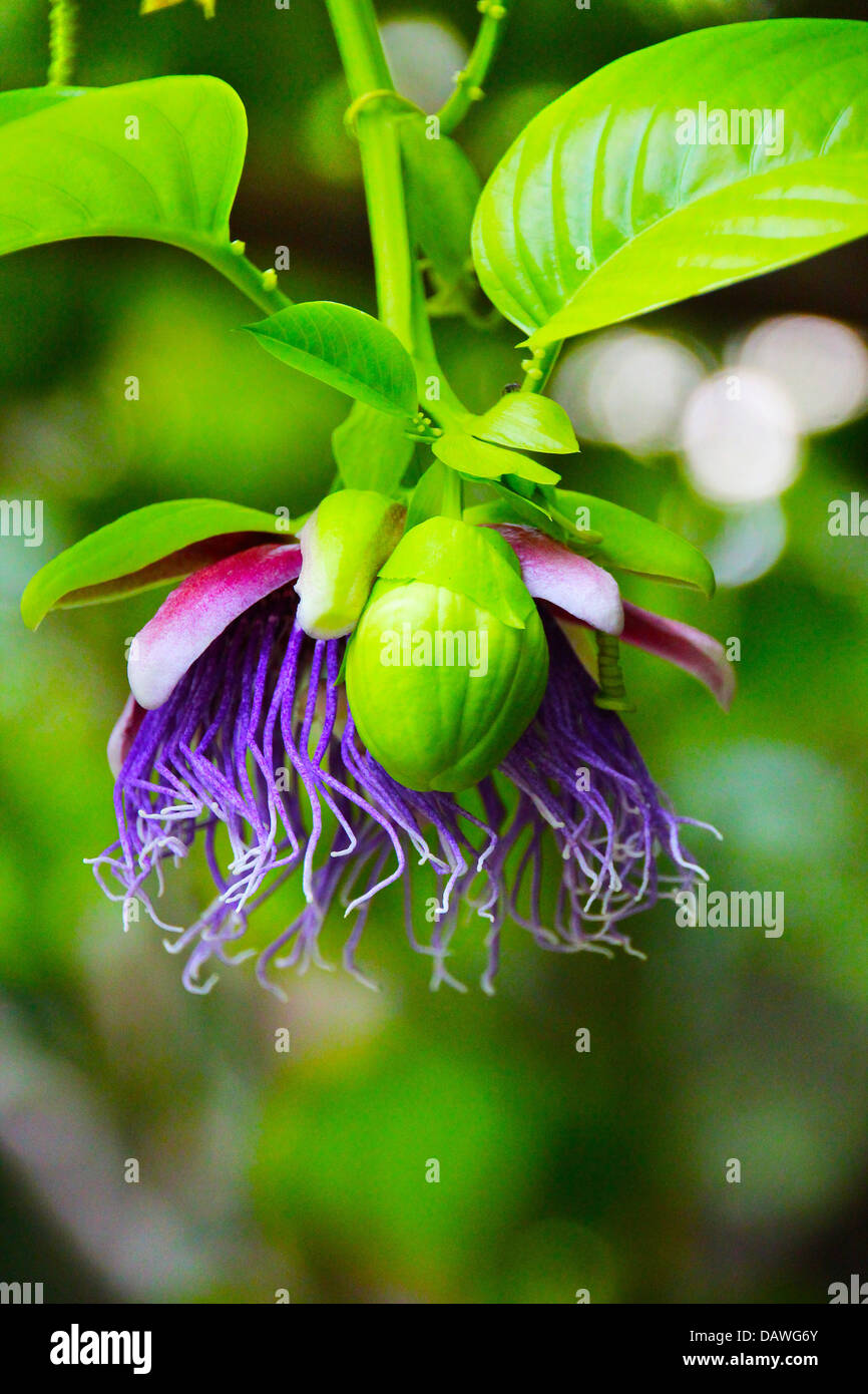 Banding Tree High Resolution Stock Photography and Images - Alamy