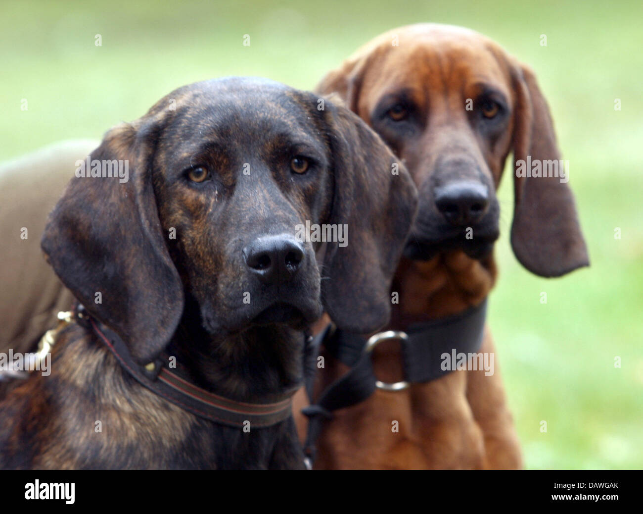 Police dogs Quincy (L), a Black Forest bloodhound, and Dr. Watson, a ...