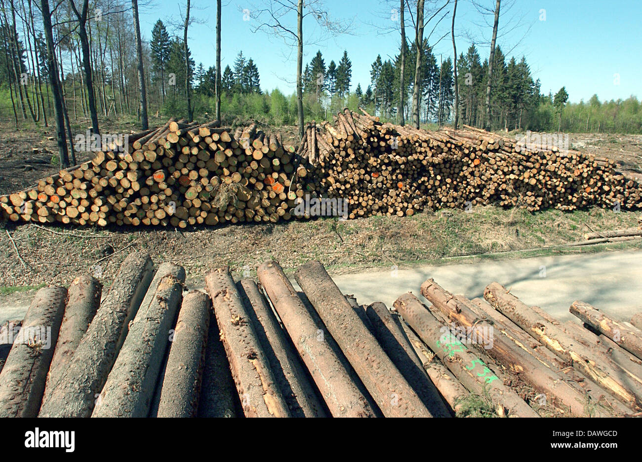 Stacked Spruce logs are pictured at the roadside near Rupichteroth ...