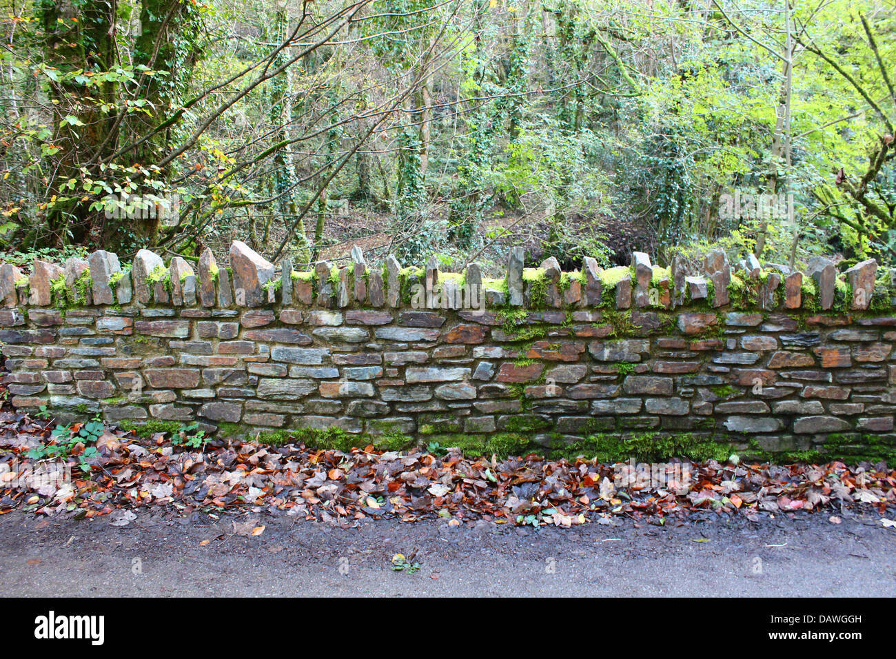 Traditional Devon stone wall Stock Photo - Alamy