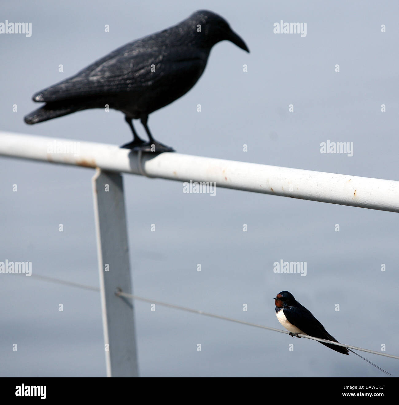 A swallow (R) is unimpressed by a fake raven (L) in Berlin, Germany, 22 ...
