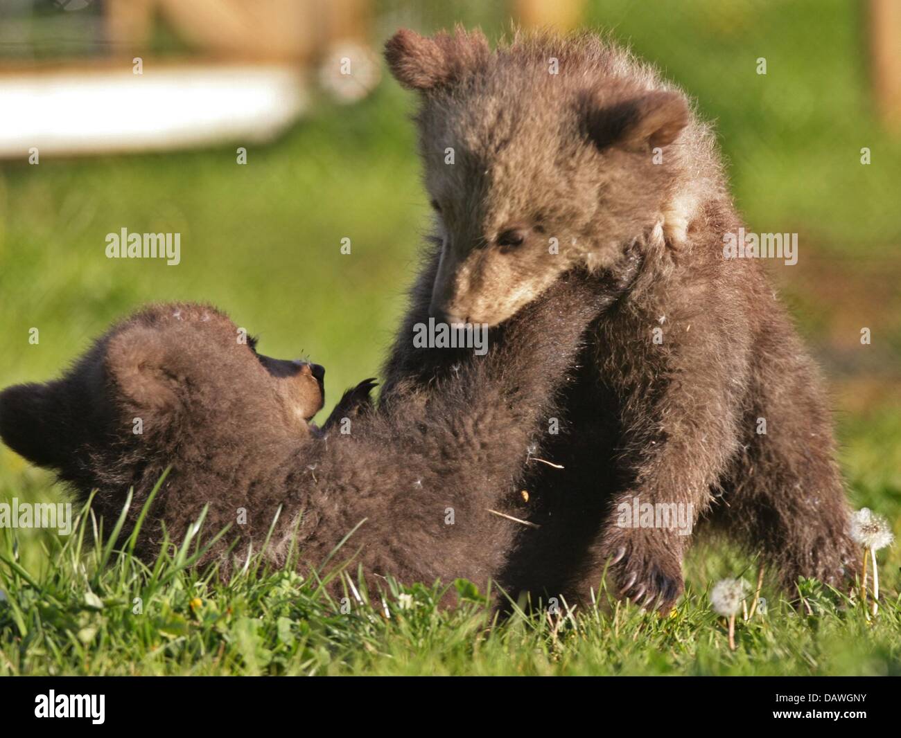 Brown bear cubs play in the gras at the wildlife park of Poing, Germany ...